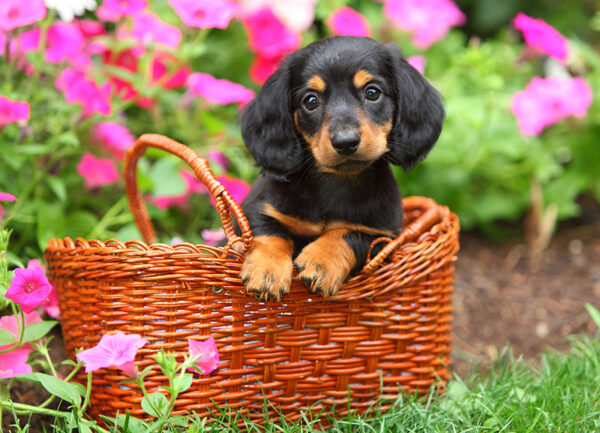13 süße Welpenbilder – YOUR DOG Hundemagazin