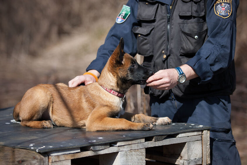 Im Dienste des Staates - Polizeidiensthunde – YOUR DOG Hundemagazin