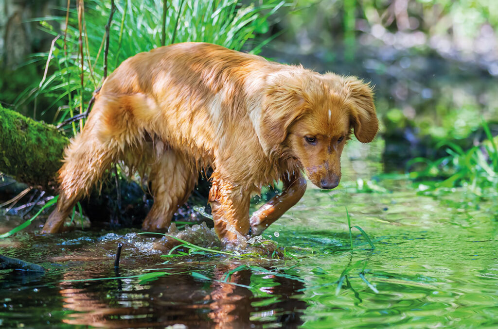 Wasserscheu - keine Angst vorm kühlen Nass! – YOUR DOG Hundemagazin